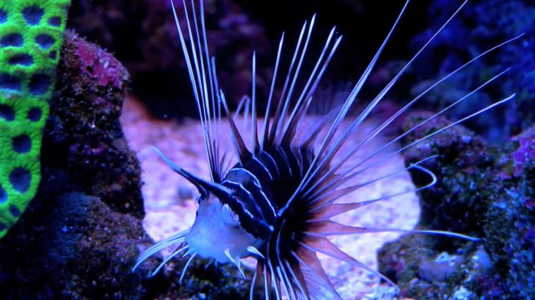 25 Most Amazing Creatures From The Ocean | Funzug.com